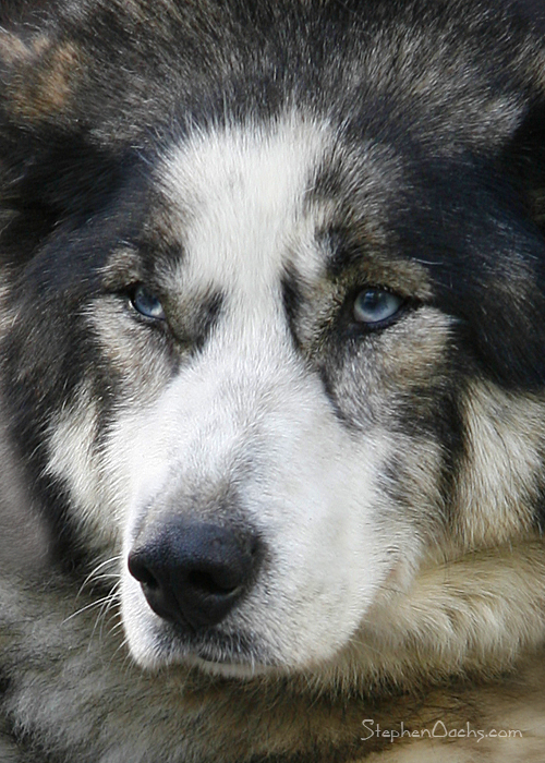 Alaska Photo Journal - Wildlife, Animals, Waterways, Iceburgs