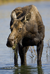 Yellowstone Park & Wildlife Photographs by Stephen Oachs